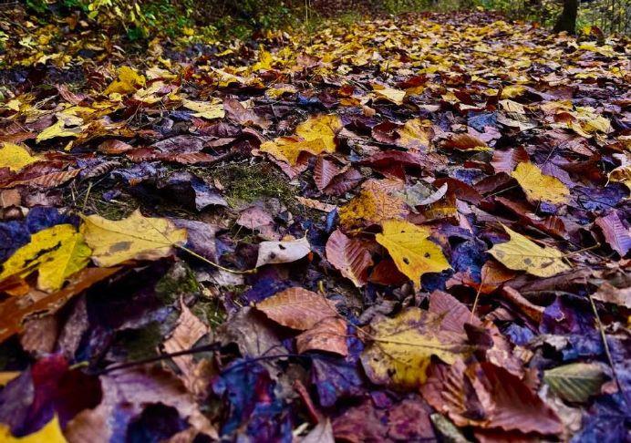 After The Fall: Tree Leaf Management | Jessamine Journal